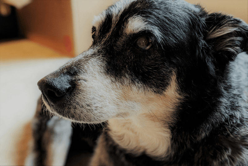 GORUCK Ruck Your Dog 2019 (March Monthly Rucking Challenge) - All Day ...